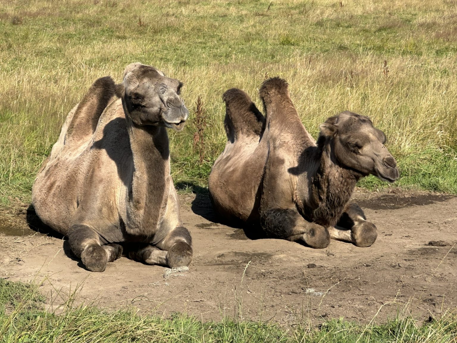 Camels Humps Catering – Tomkins Farm